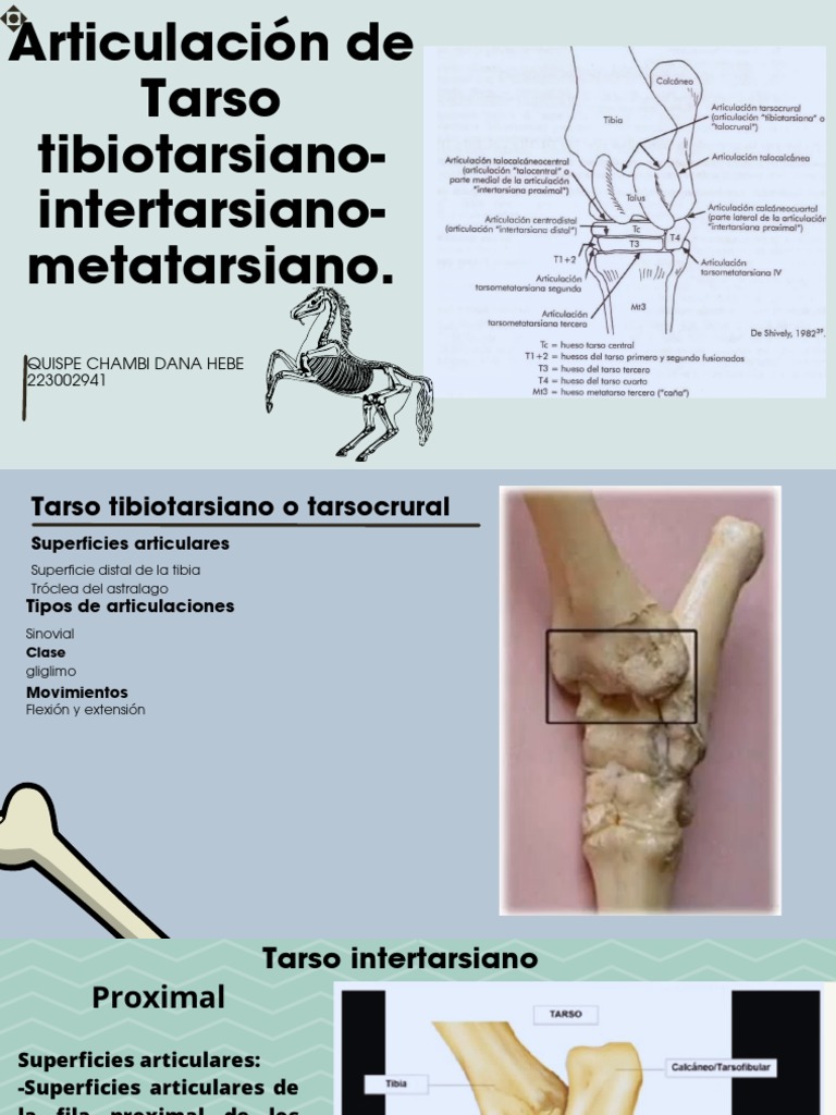Articulacion Del Tarso | PDF | Articulación | Anatomía humana