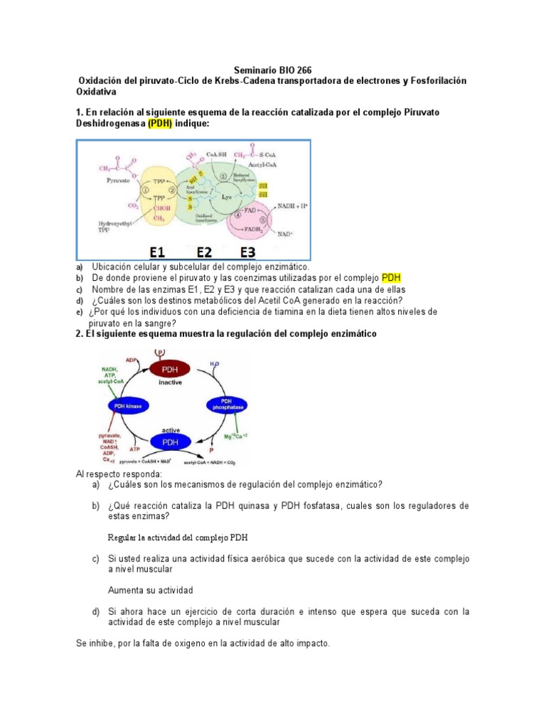 Seminario CKrebs - CTE - OX PIRUVATO | PDF | Trifosfato de adenosina | Cadena de transporte de ...