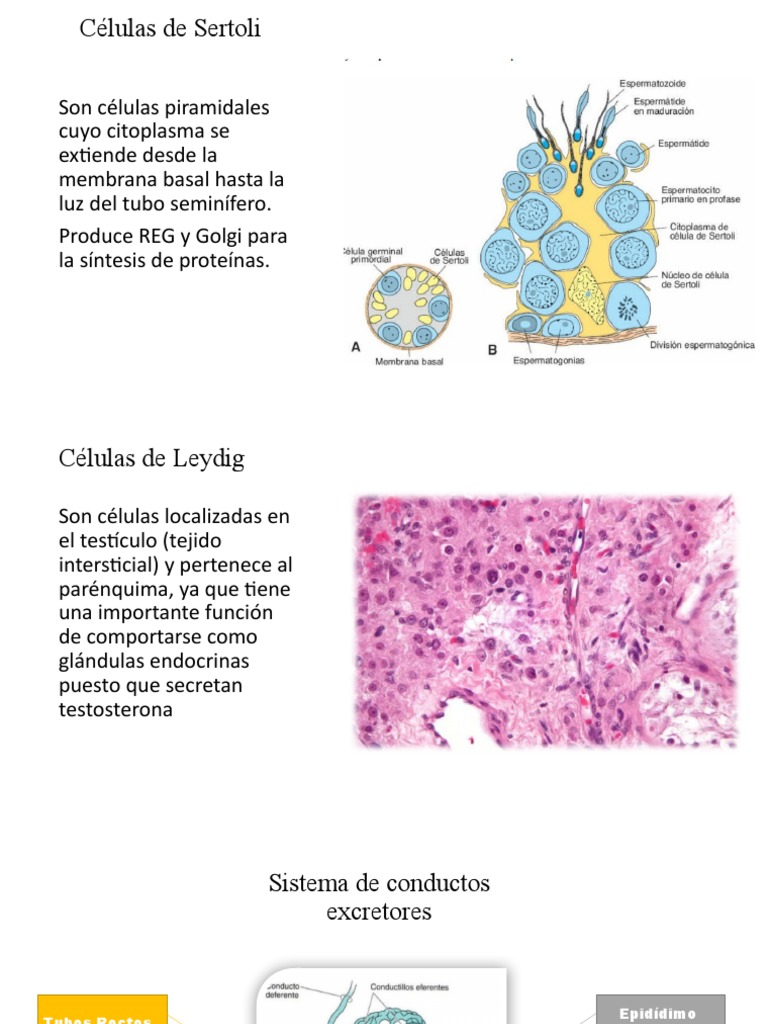 Células de Sertoli | PDF