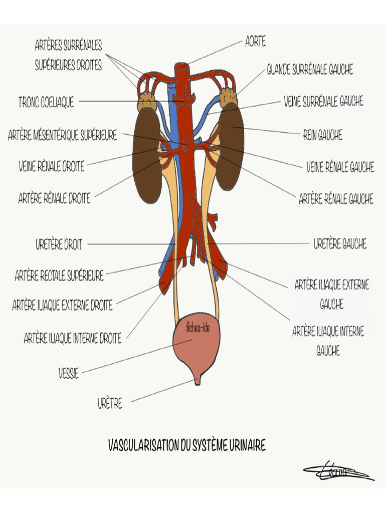 40.-Vascularisation-du-système-urinaire-3 | PDF