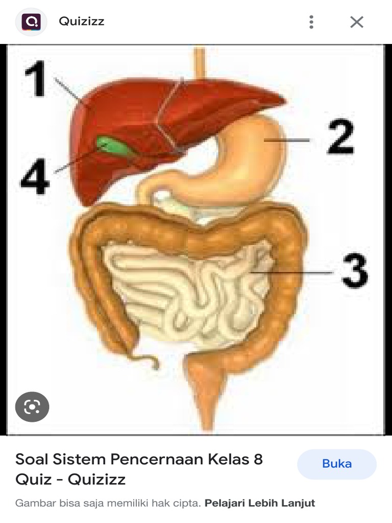 soal organ pencernaan pada manusia - Google Penelusuran | PDF