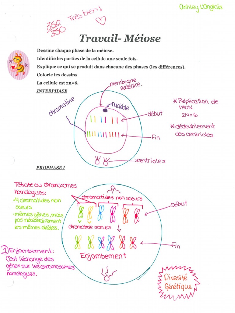 Meiose 2n 6 1 Pdf Pdf