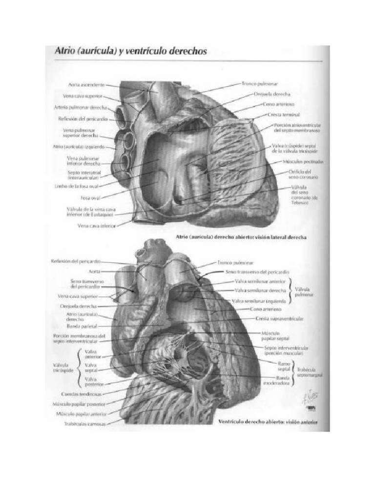 Netter Corazon | PDF