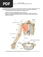 Anatomía de la Región Deltoidea | PDF | Hombro | Articulaciones