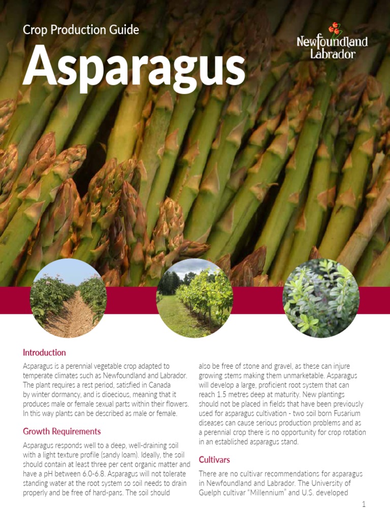 FFA Crop Guide Asparagus PDF | PDF | Fertilizer | Soil