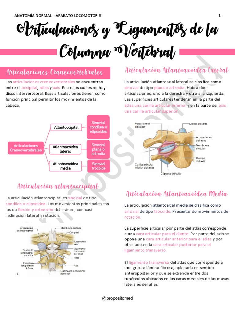 6 - Articulaciones y Ligamentos de La Columna Vertebral | PDF | Articulación | La columna vertebral