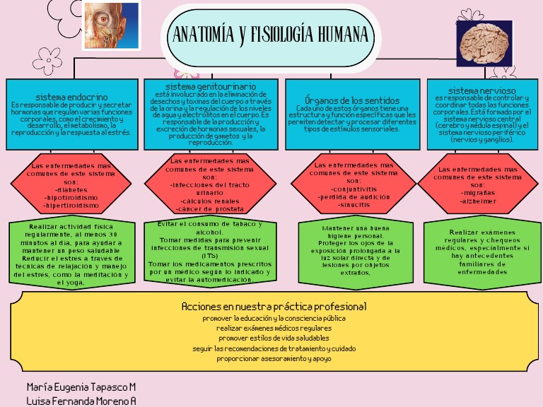 Mapa Conceptual Anatomía y Fisiología Humana PDF | PDF