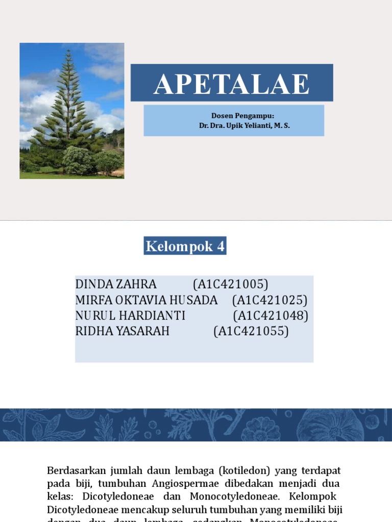 Kel 4 Apetalae-1 | PDF | Griya & Taman | Kesehatan Holistik