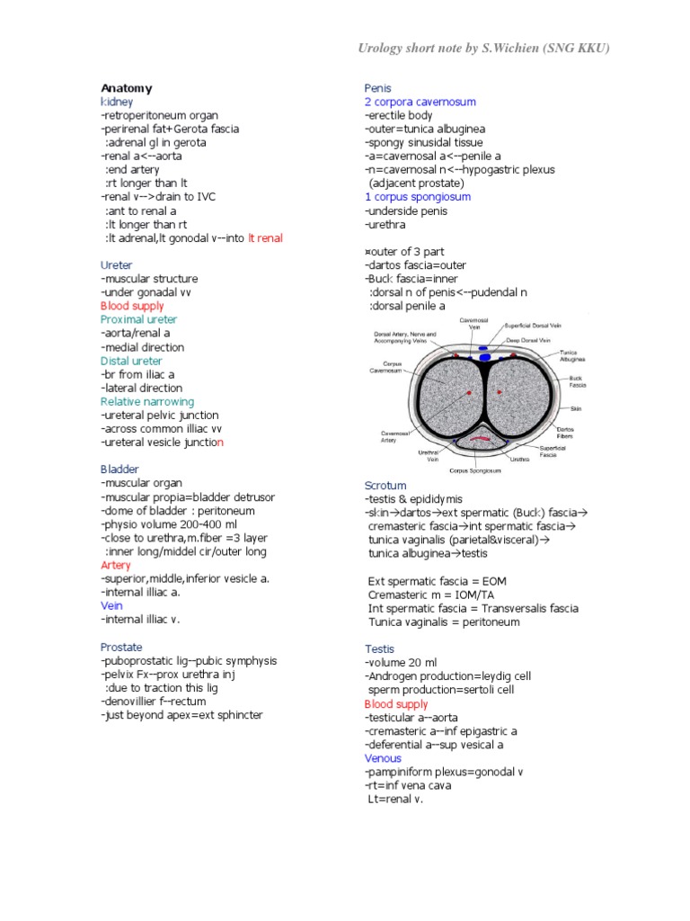 Retroperitoneum Organ - Perirenal Fat+gerota Fascia:adrenal GL in ...