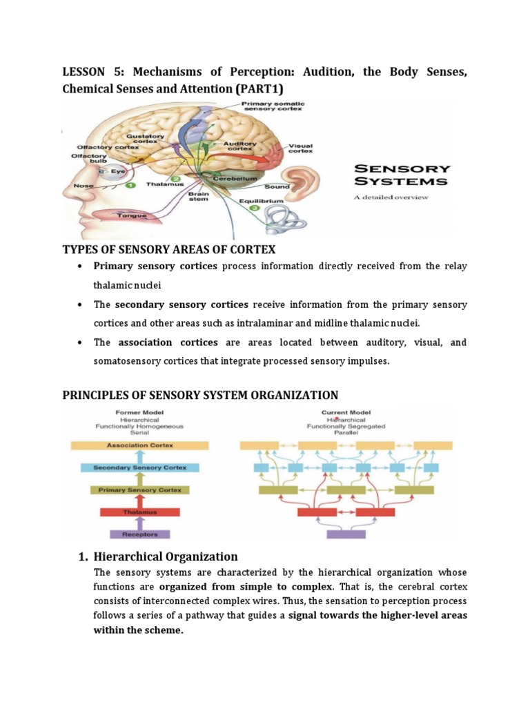 Biological Psychology Lesson 5 Notes | PDF | Taste | Spinal Cord