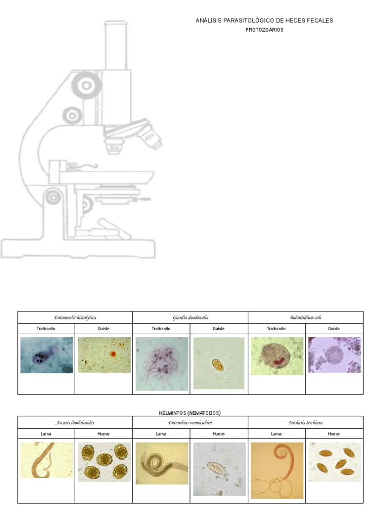 Análisis Parasitologico de Heces Fecales | PDF