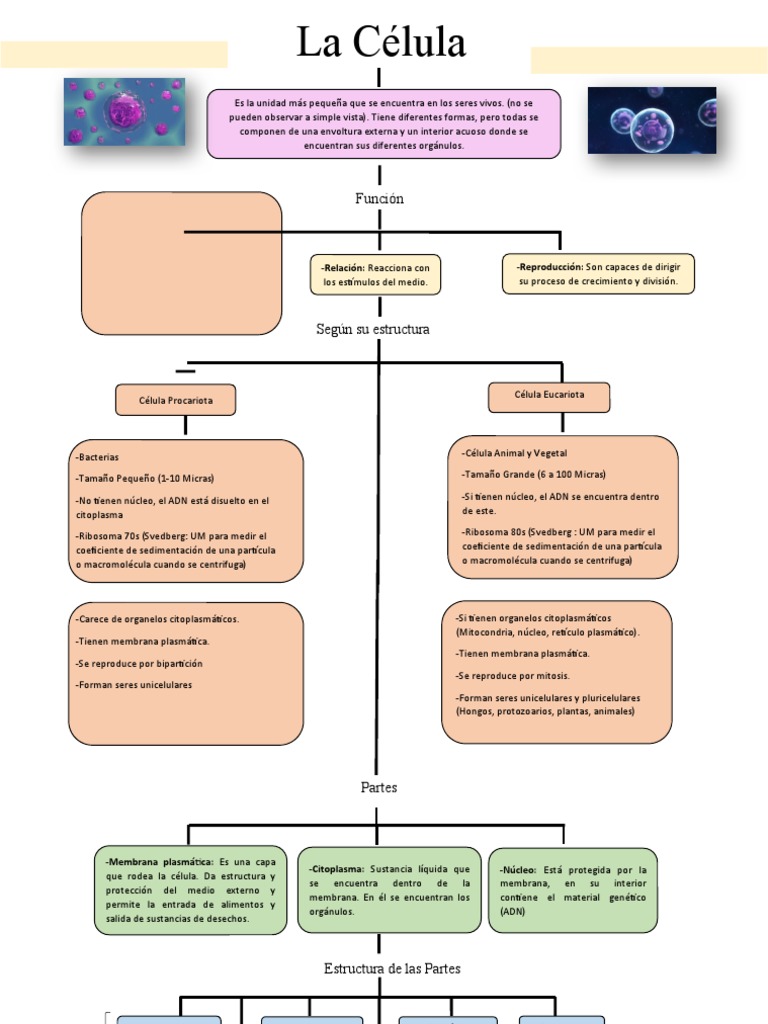 Mapa conceptual Célula.docx | PDF | Citoplasma | Biología Celular)