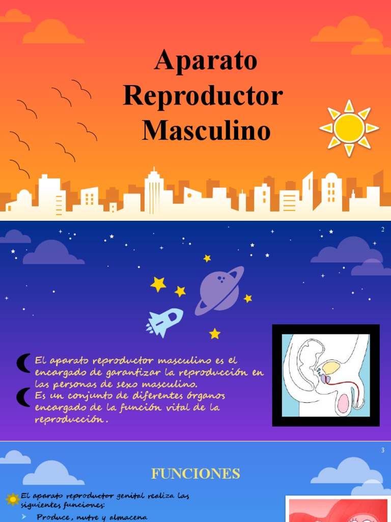 Aparato Reproductor Masculino | PDF