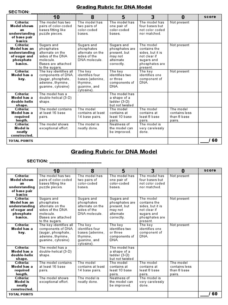 DNA Model Grading Rubric | PDF | Dna | Molecular Biophysics