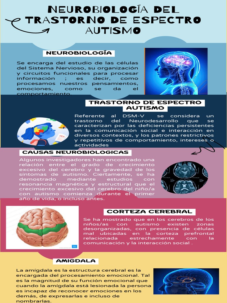 Neurobiología del Trastorno del Espectro Autista | PDF | Cerebro ...