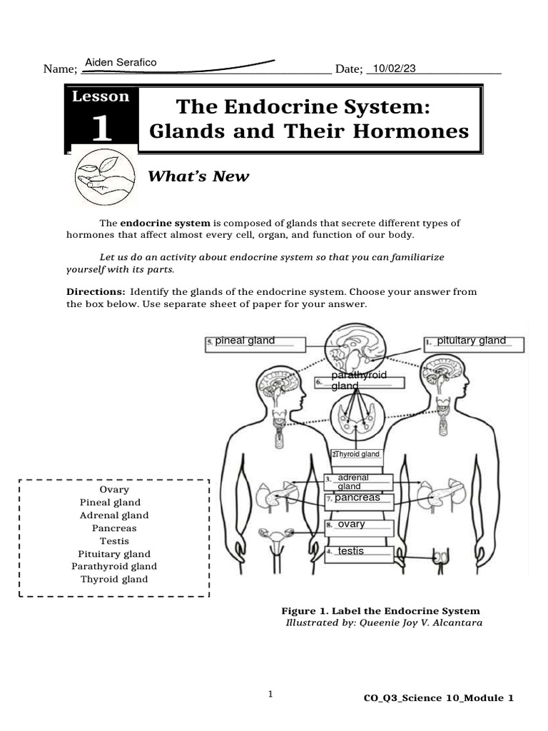 Gr10 Endocrine System | Download Free PDF | Luteinizing Hormone | Endocrine System
