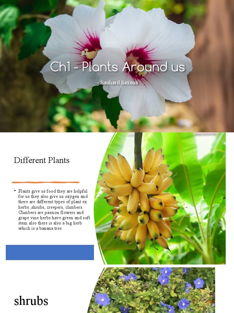 Plants and Air: Key Concepts Explained | PDF | Language Arts ...