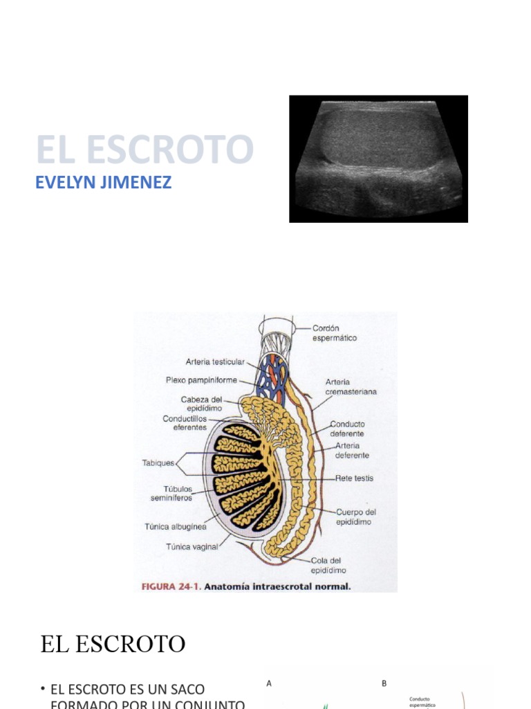 Anatomía y Patologías del Escroto | PDF | Testículo | Medicina CLINICA