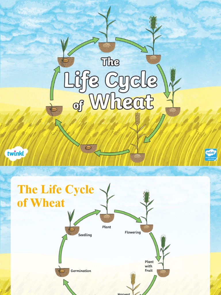 t2 T 1602 The Life Cycle of Wheat Powerpoint - Ver - 1 | PDF