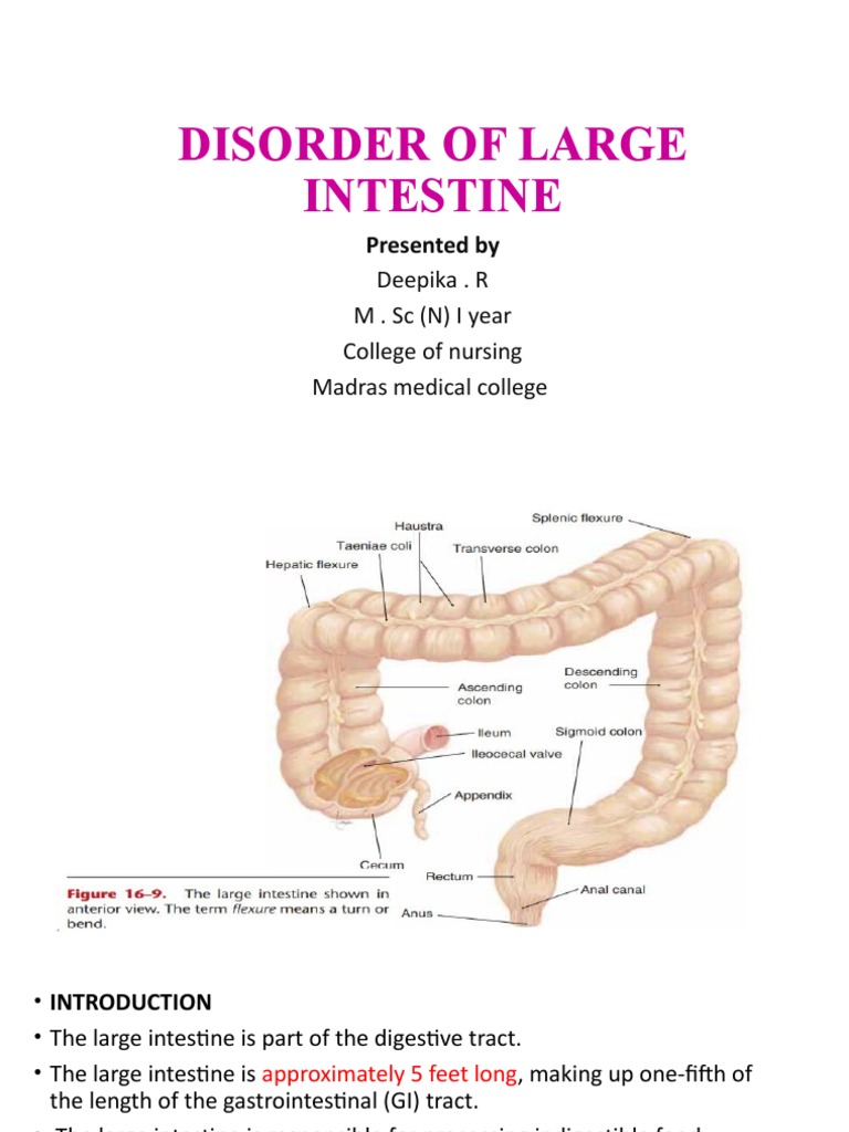 INTESTINE | PDF | Colorectal Cancer | Crohn's Disease