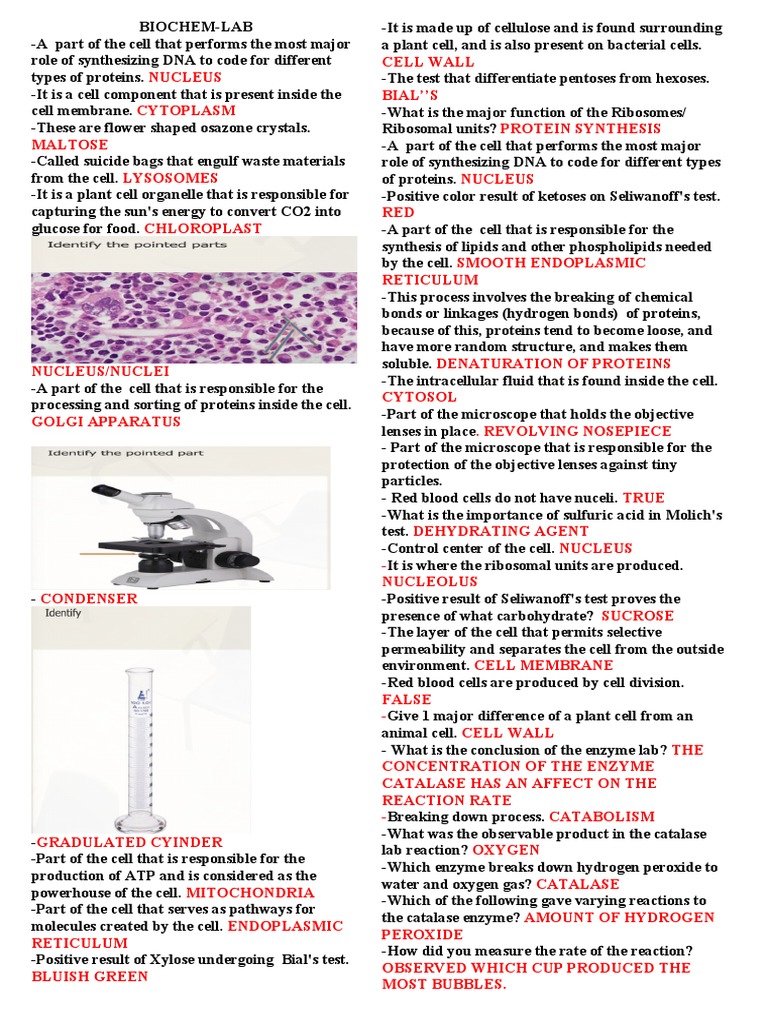 Biochem-Lab Reviewer | PDF | Cell (Biology) | Enzyme