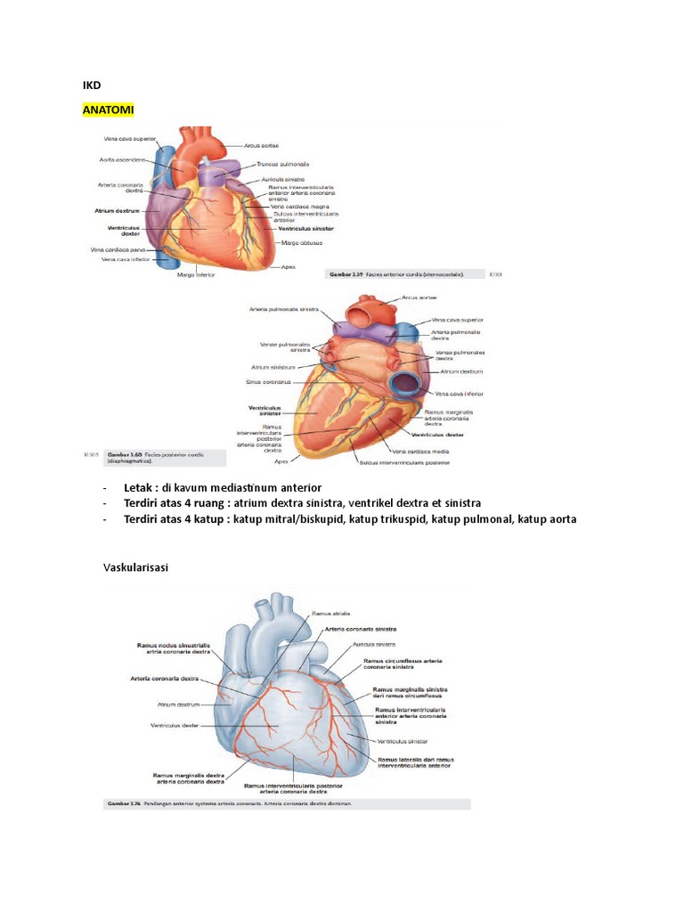 Anatomi dan Fisiologi Jantung Manusia | PDF