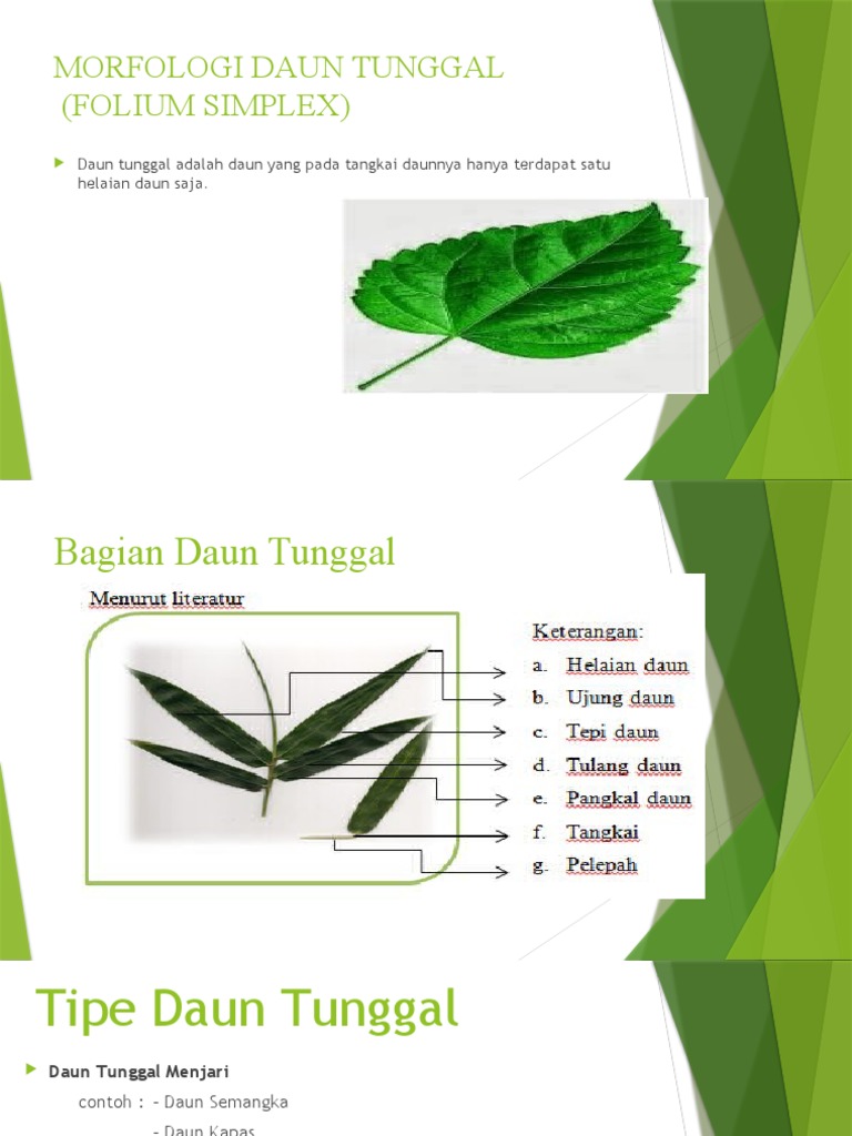 Daun Tunggal | PDF | Seni & Disiplin Bahasa | Sains & Matematika