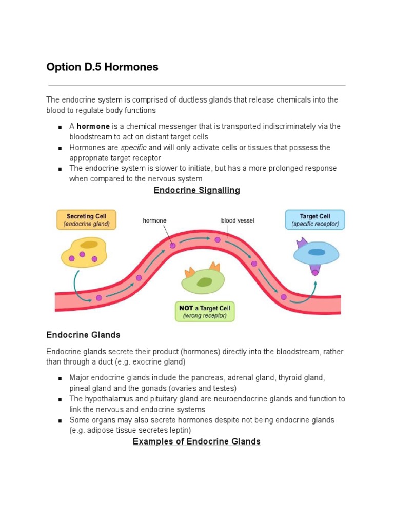 Endocrine System: Hormones and Glands | PDF | Self-Improvement | Wellness