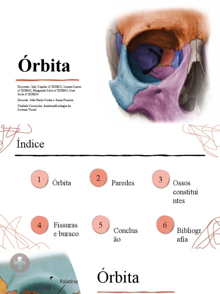 Órbita | PDF | Morfologia (Biologia) | Sistema Locomotor