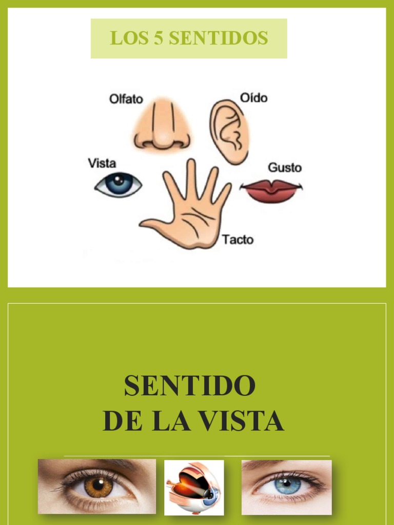 Sentido de La Vista. | PDF | Ojo humano | Percepción visual