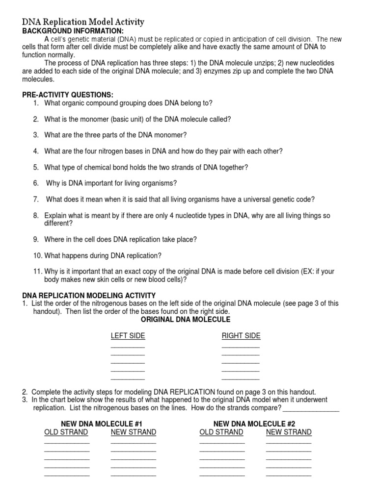 DNA Replication Modeling Activity Guide | PDF