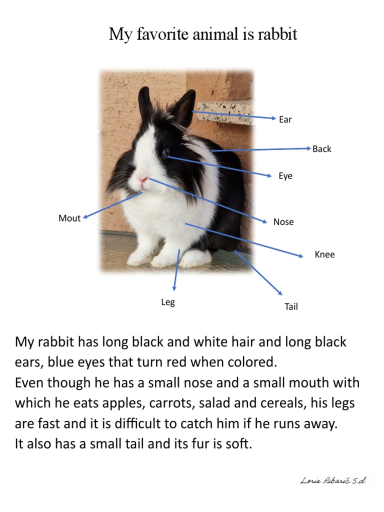 My Favorite Animal Is Rabbit | PDF