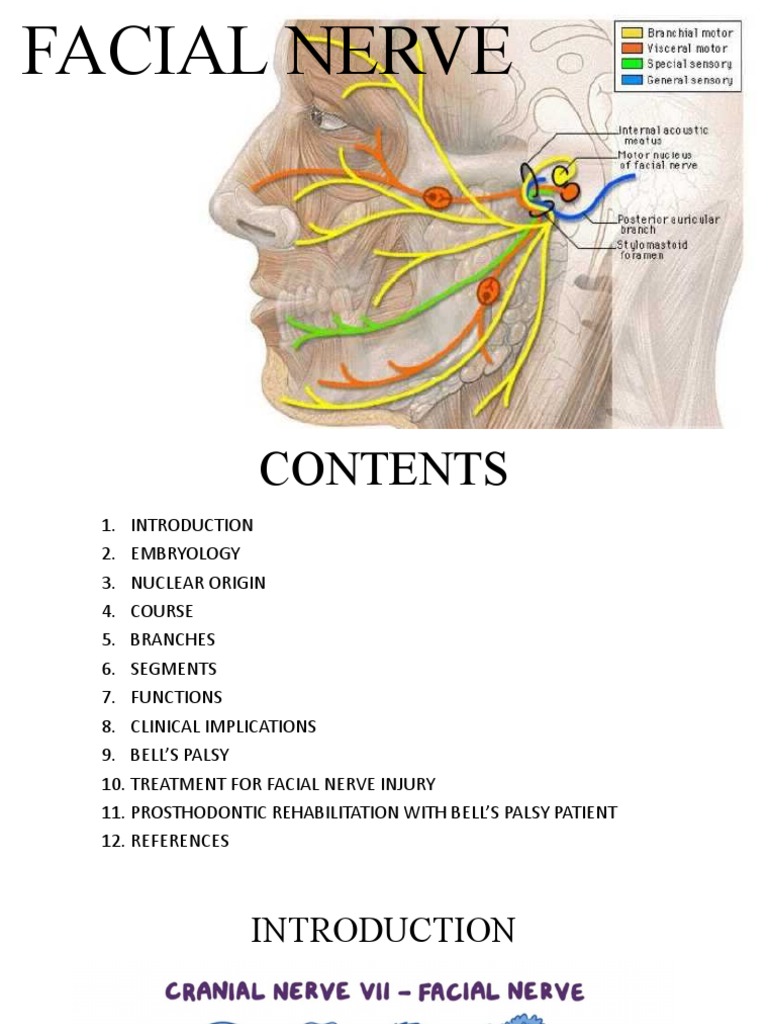 Facial Nerve | PDF