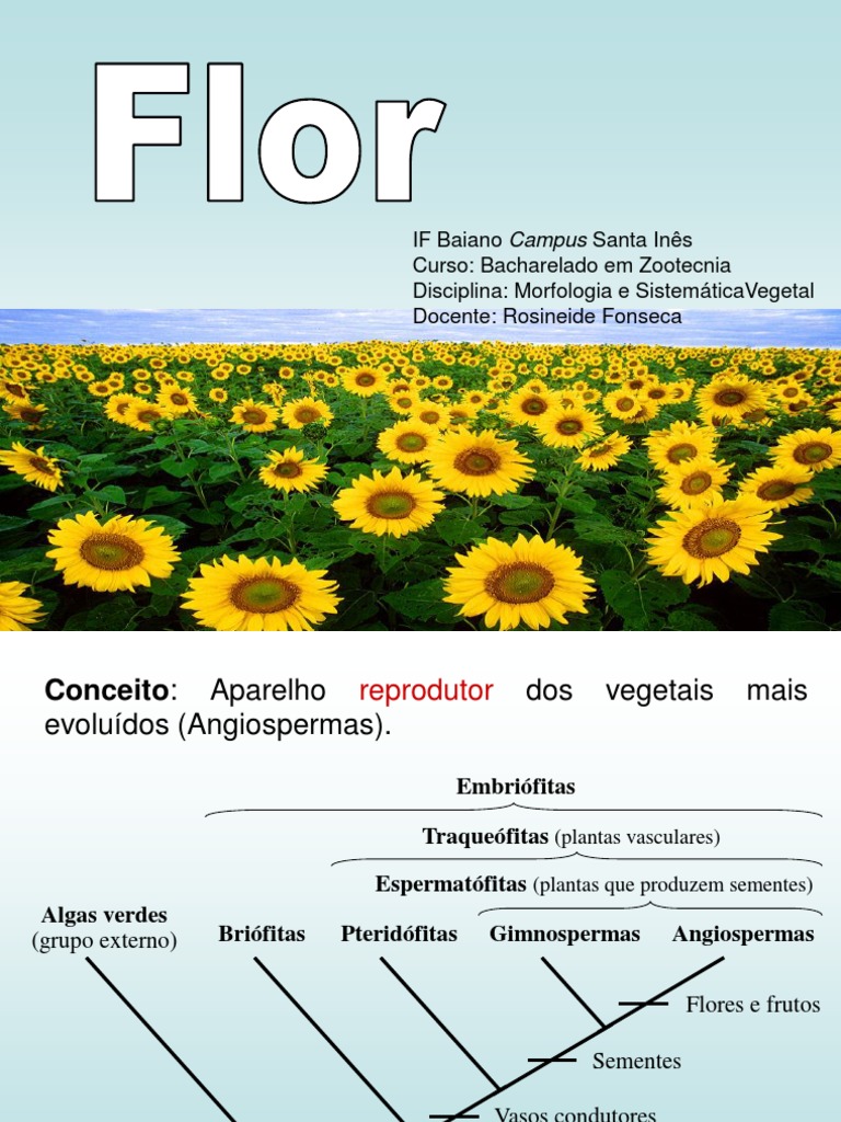 Slides 6 - FLOR - Morfologia Externa | PDF | Flores | Horticultura