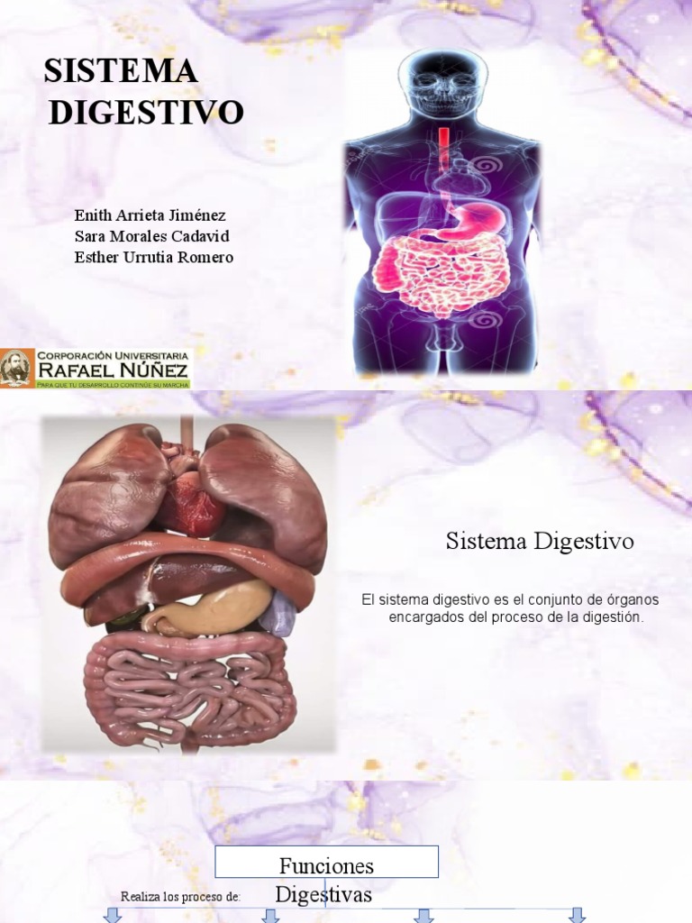 Expo Anatomia - Sistema Digestivo | PDF