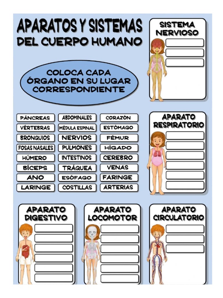 Sistemas Del Cuerpo Humano Actividad | PDF