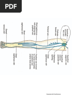 Leg Anatomy for Medical Students | PDF | Wellness | Science & Mathematics