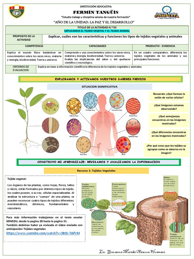 Actv3 - 2º | PDF | Plantas | Tejido (biología)