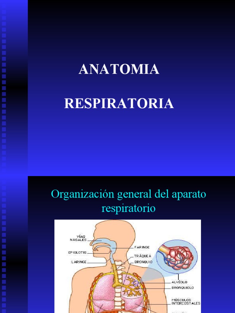 Anatomía Respiratoria Pdf Pulmón Sistema Respiratorio