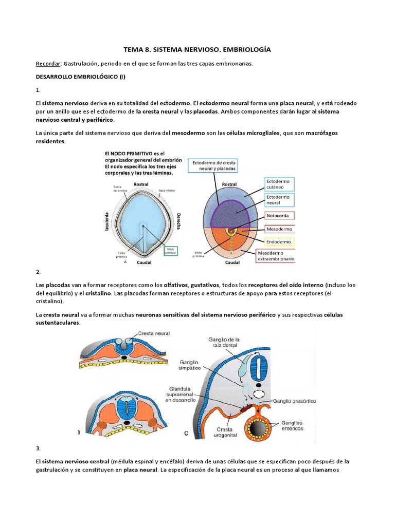 Tema 8. Sistema Nervioso (Embriología) | PDF