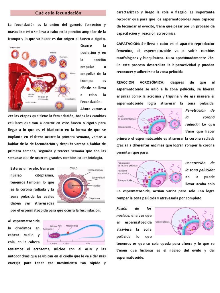 Fecundacion | PDF | Mitosis | Procesos biologicos