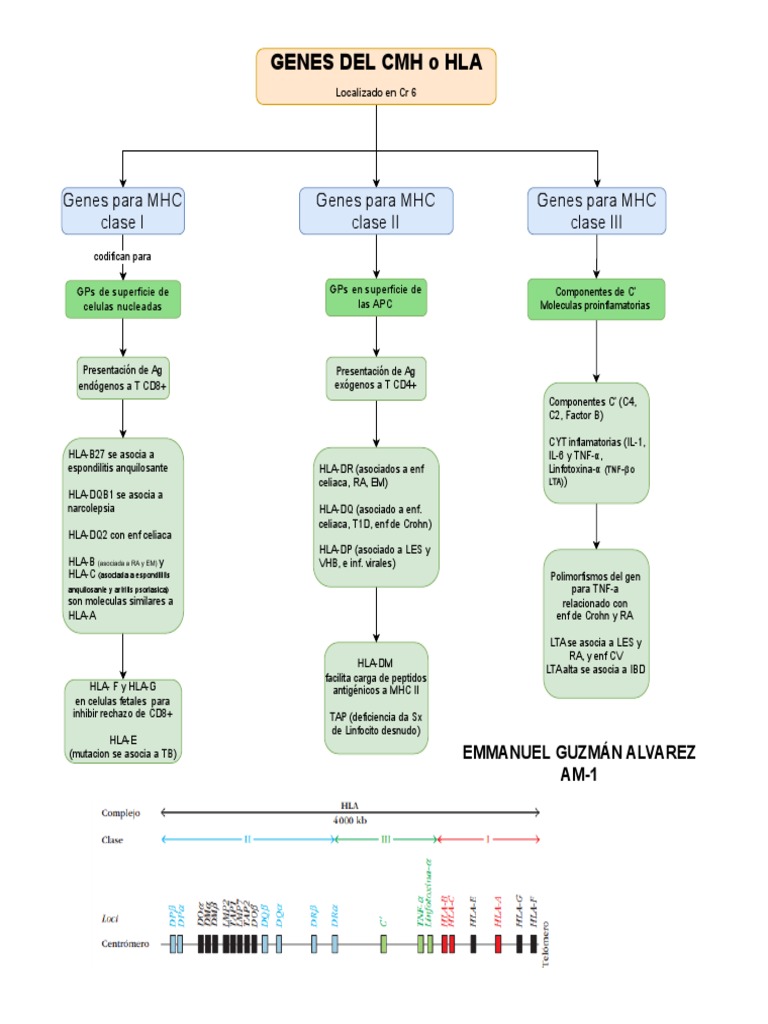 Genes del CMH y su Asociación a Enfermedades | PDF | Complejo mayor de ...