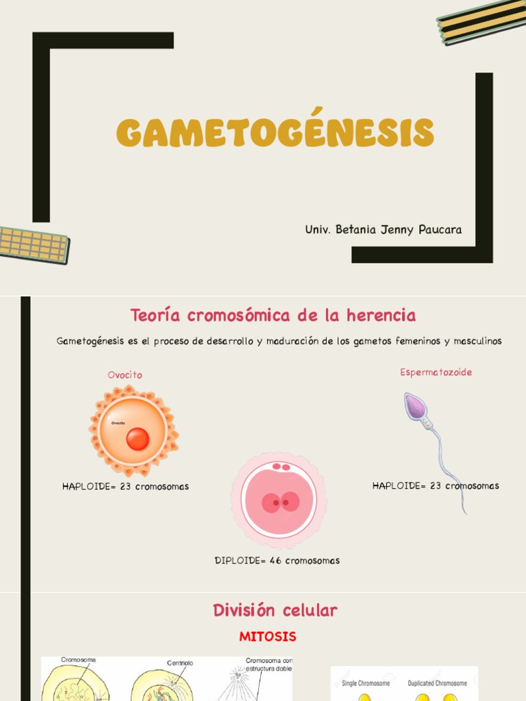 Gametogenesis, 1era, 2da y 3era Semana | PDF | Sistema reproductivo | Anatomia animal