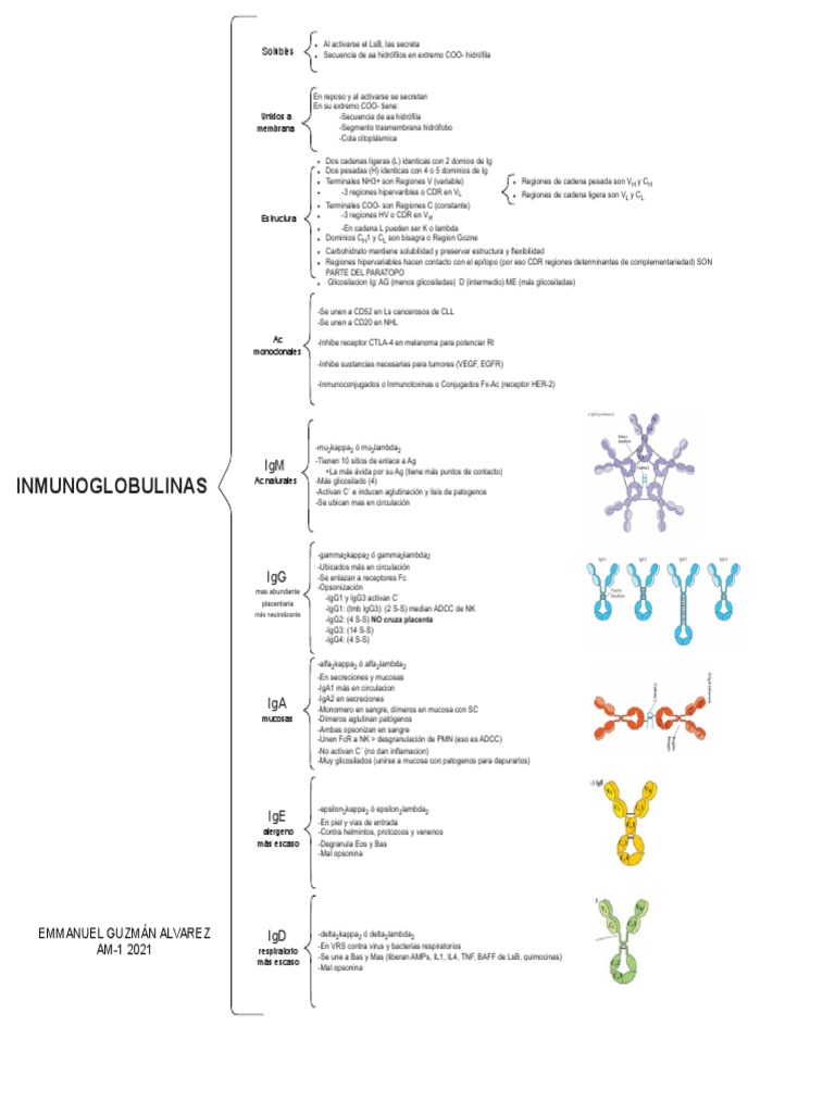 Inmunoglobulinas Pdf