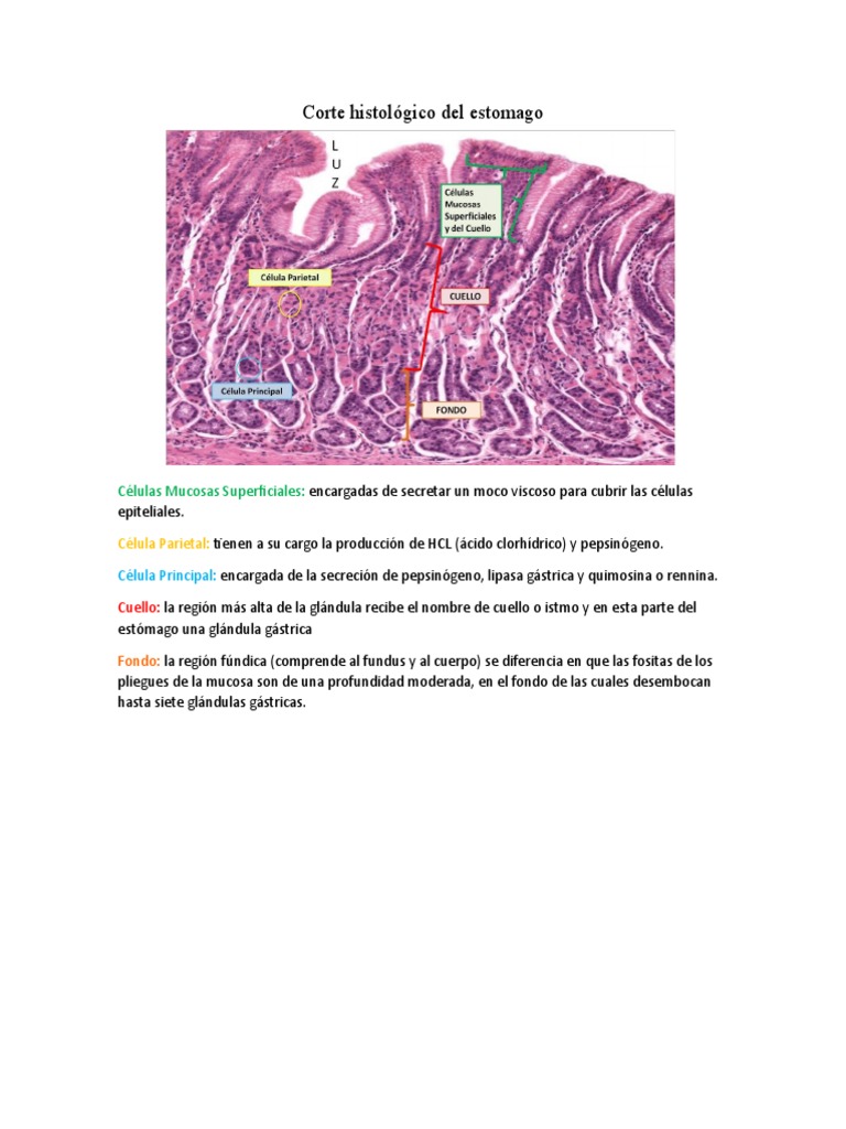 Corte Histológico Del Estomago | PDF