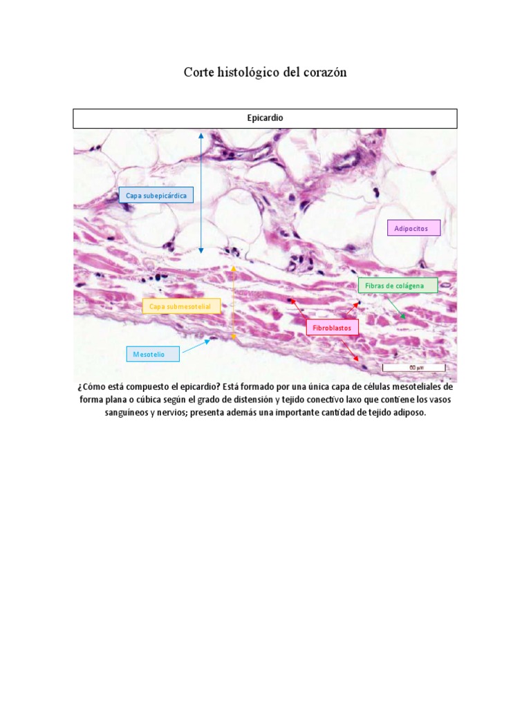 Corte histológico del corazón[1] | PDF