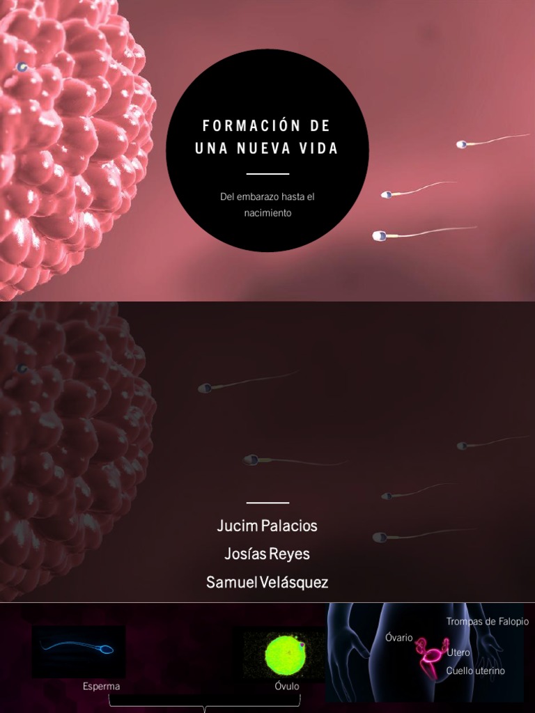 Formación de Vida: Embarazo y Nacimiento | PDF