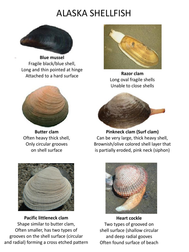 Resources Shellfish Guide Alaskan Shellfish | PDF