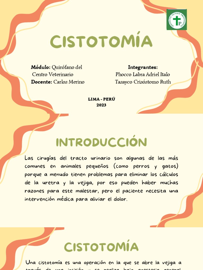 Cistotomía | PDF | Vejiga urinaria | Sistema urinario