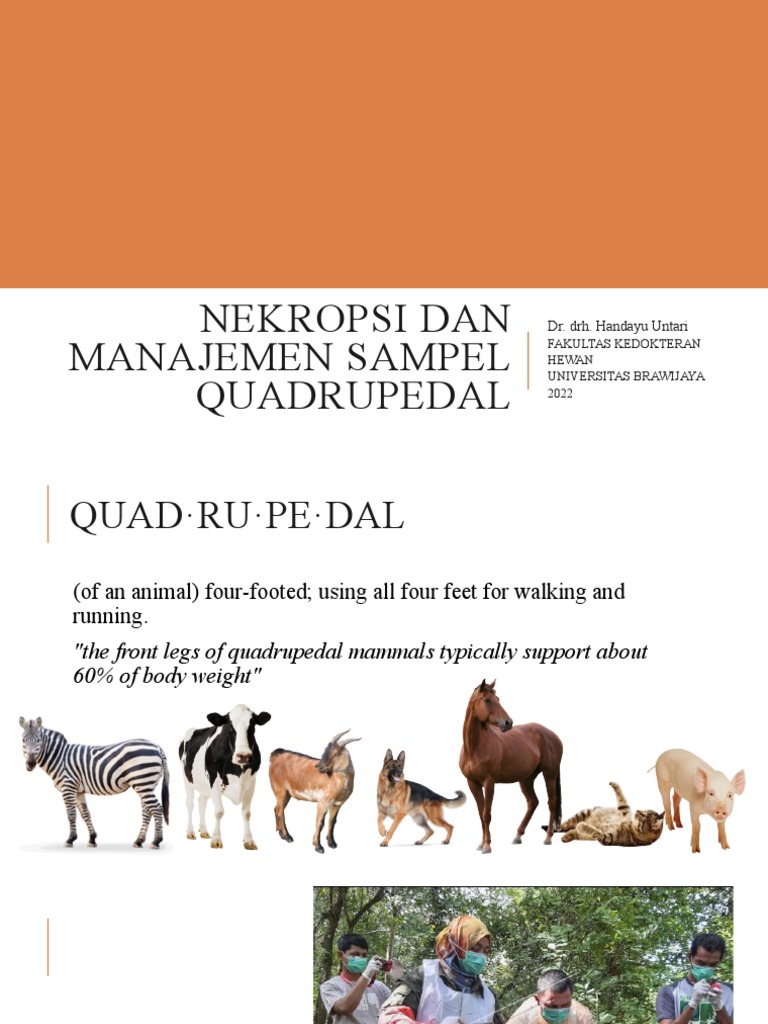 Nekropsi Dan Manajemen Sampel Quadripedal | PDF